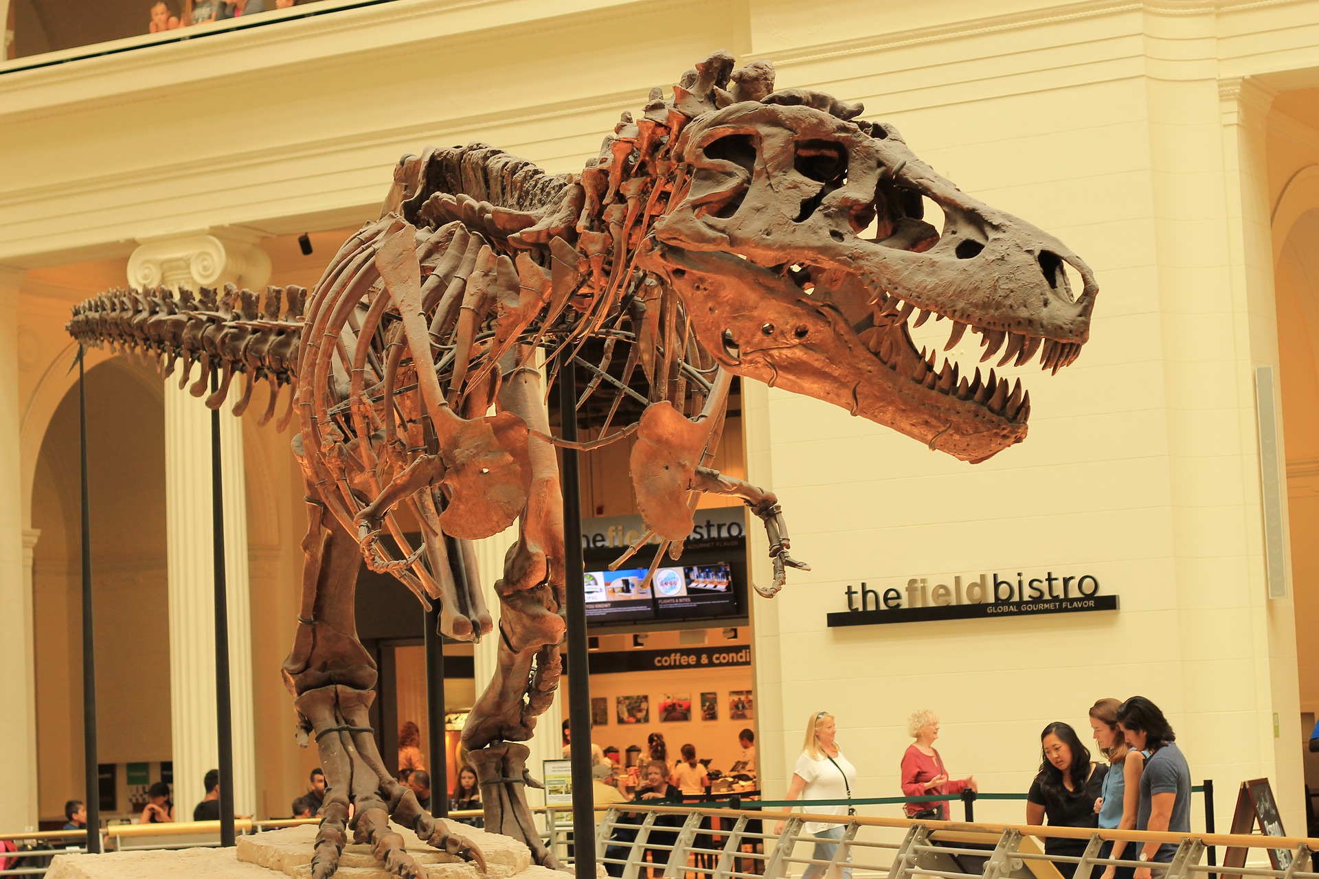 The 15 BEST Indoor Things To Do In Chicago Fox In A Box the-15-best-indoor-things-to-do-in-chicago-fox-in-a-box